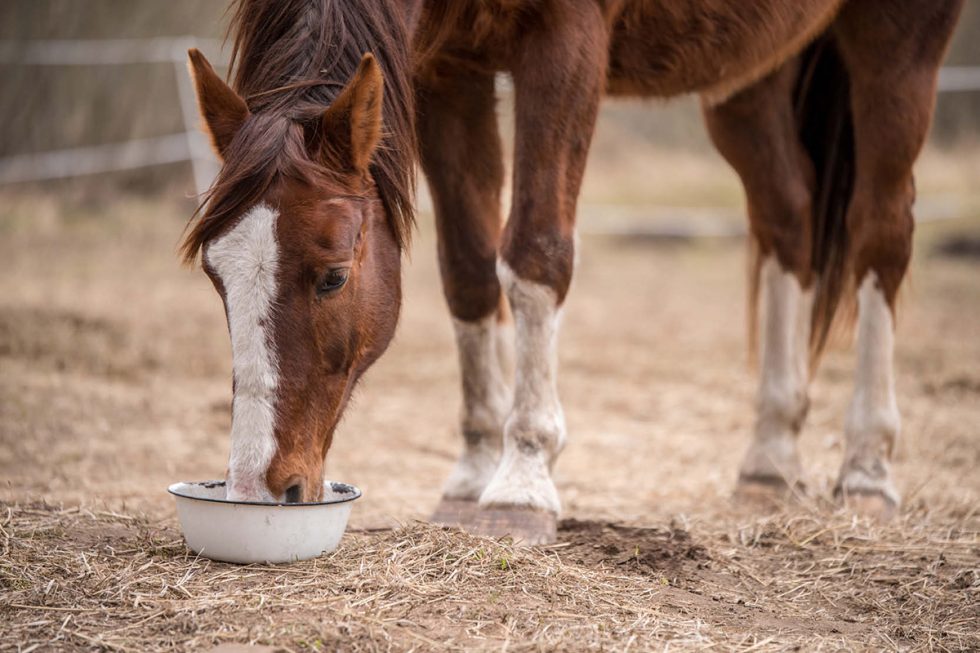 Für jedes Pferd das richtige Futter - Landmarkt